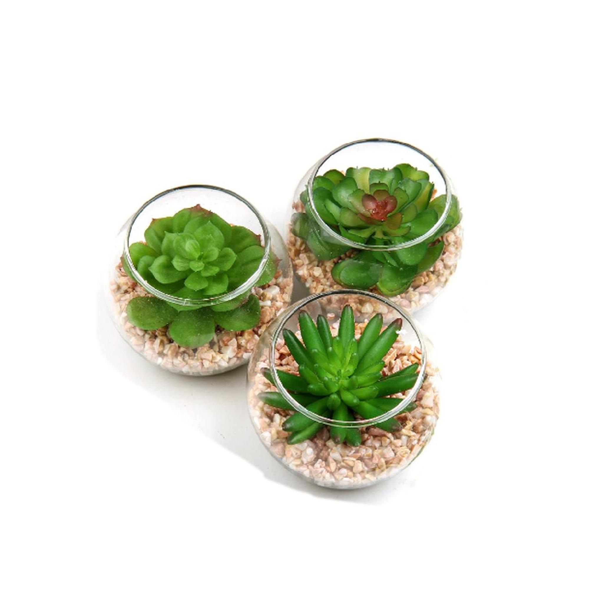 SUCULENTA ART. C/POTE 3 SURT 1 - Noritex