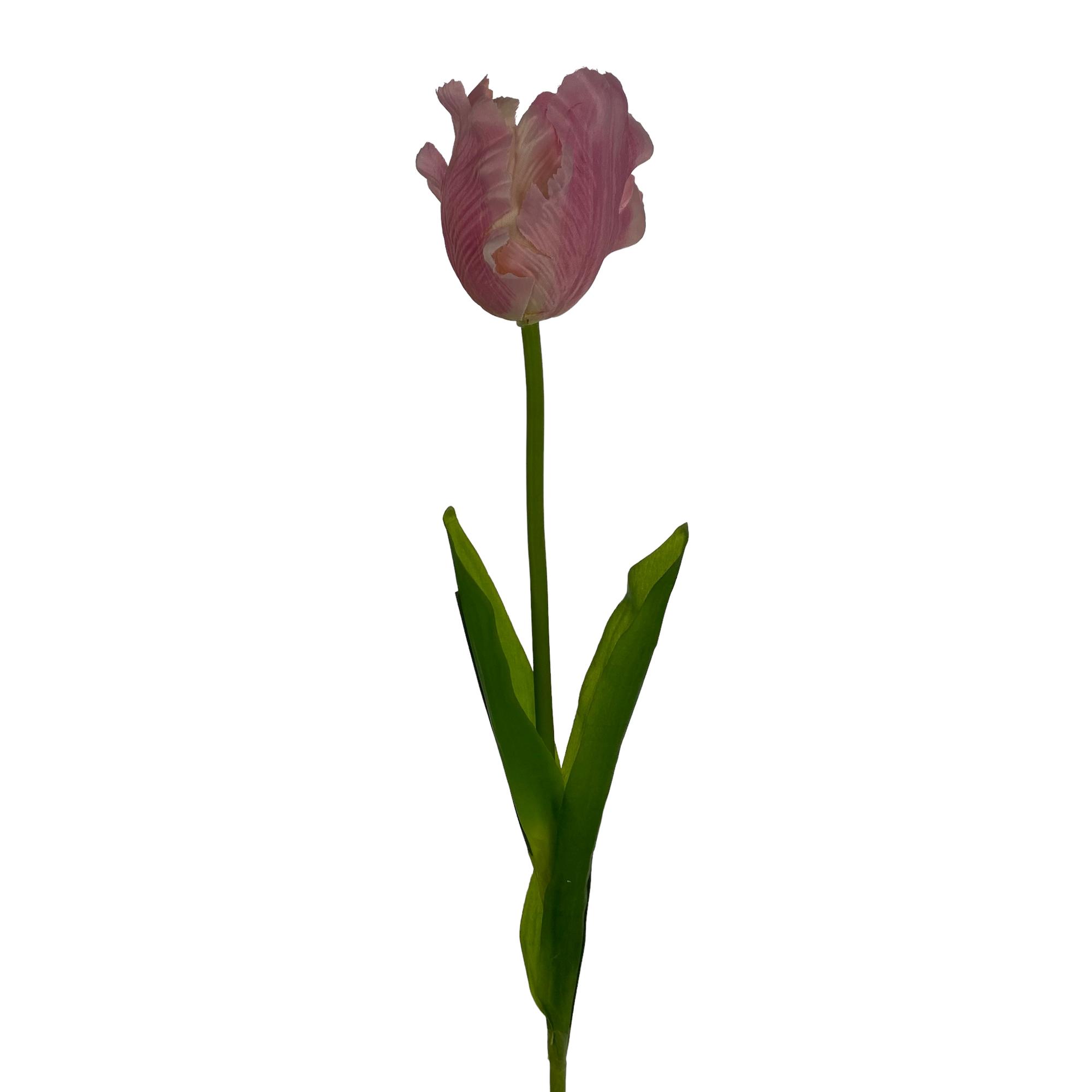 77CM PARROT TULIP1 - Noritex