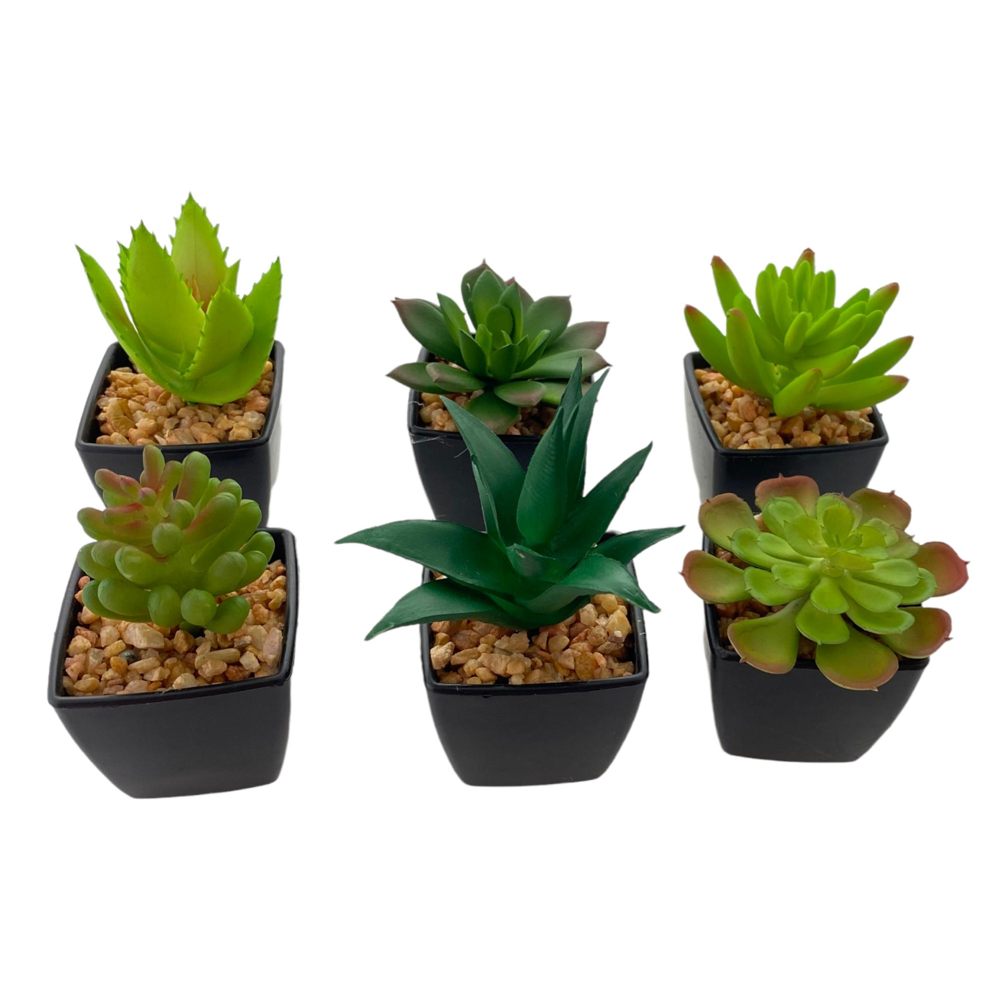 PLANTA C/POTE 6 SURT 5X5X9CM - Noritex